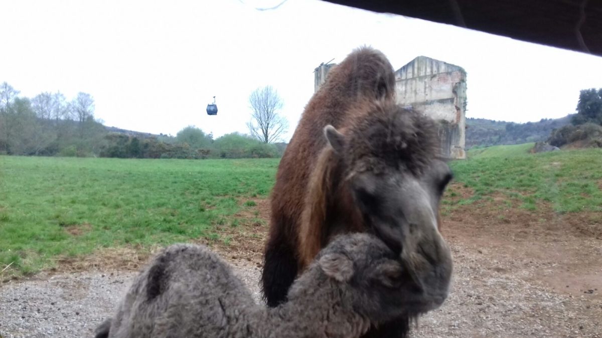 Nace una cria de camello bactriano en Cabárceno - Parque de la ...