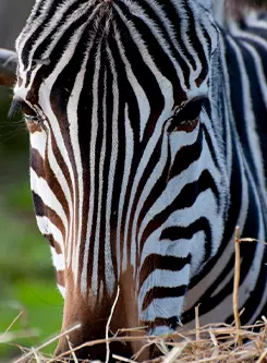 Cebra común - Parque de la Naturaleza de Cabárceno