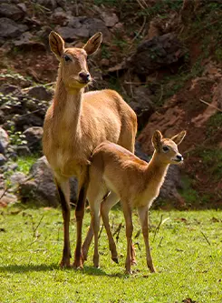 Cobo lichi - Parque de la Naturaleza de Cabárceno
