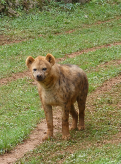 Hiena - Parque de la Naturaleza de Cabárceno