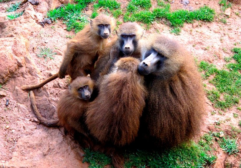 Papión - Parque de la Naturaleza de Cabárceno
