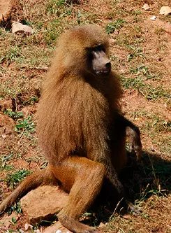 Papión - Parque de la Naturaleza de Cabárceno