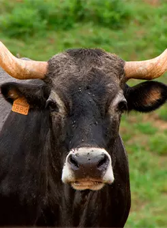 Vaca tudanca - Parque de la Naturaleza de Cabárceno