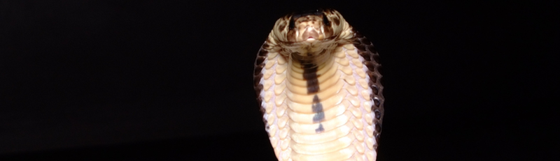 Cobra escupidora de Indochina - Parque de la Naturaleza de Cabárceno