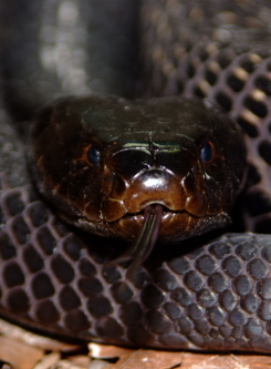 Cobra escupidora negra - Parque de la Naturaleza de Cabárceno