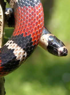 Falsa coral - Parque de la Naturaleza de Cabárceno