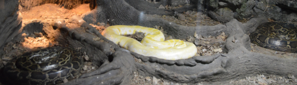 Pitón de La India - Parque de la Naturaleza de Cabárceno