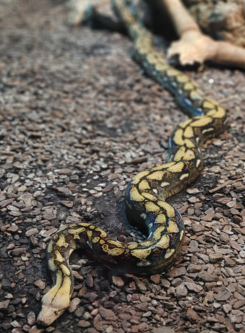 Pitón reticulada - Parque de la Naturaleza de Cabárceno