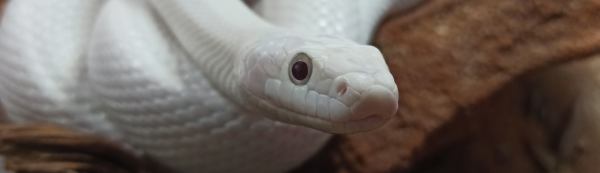 Serpiente ratonera americana - Parque de la Naturaleza de Cabárceno