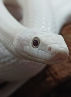 Serpiente ratonera americana - Parque de la Naturaleza de Cabárceno