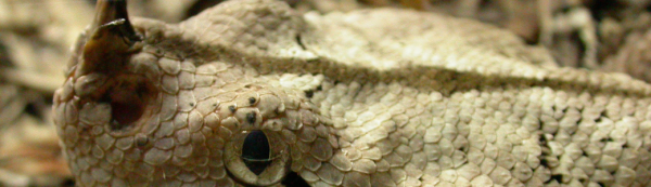 Víbora rinoceronte o víbora de Gabón - Parque de la Naturaleza de Cabárceno