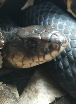 Áspid de Cleopatra - Parque de la Naturaleza de Cabárceno