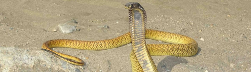 Cobra de Arabia - Parque de la Naturaleza de Cabárceno